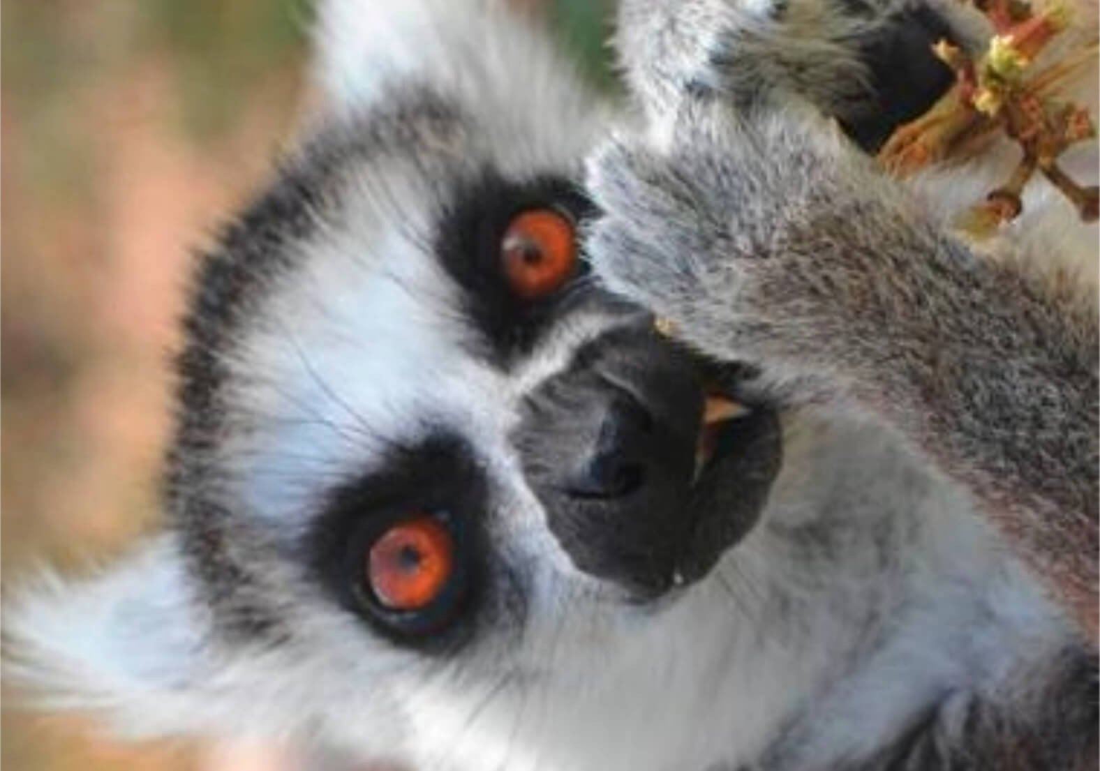 Ring Tailed Lemur Habitat Map