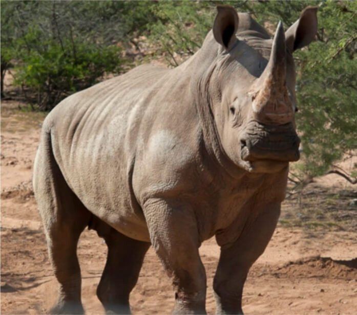 S. White Rhinoceros - Out of Africa Wildlife Park & Sanctuary