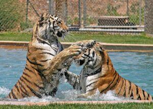Tiger Splash 30th Anniversary - Out of Africa Wildlife Park & Sanctuary