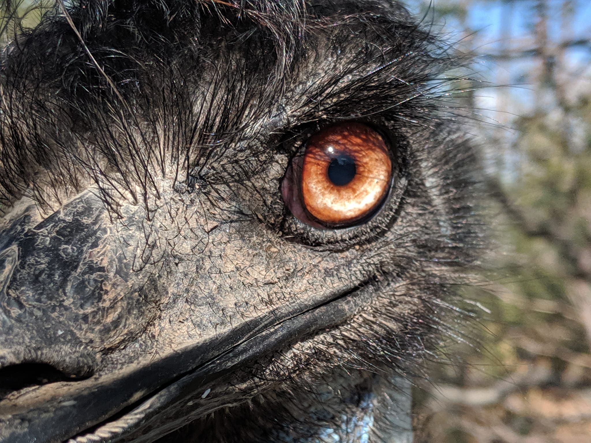 Emu Month - Out of Africa Wildlife Park & Sanctuary