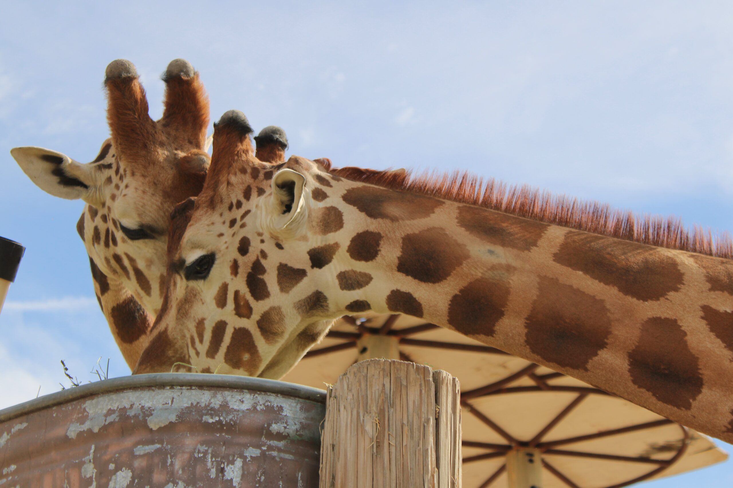 Giraffe Month - Out of Africa Wildlife Park